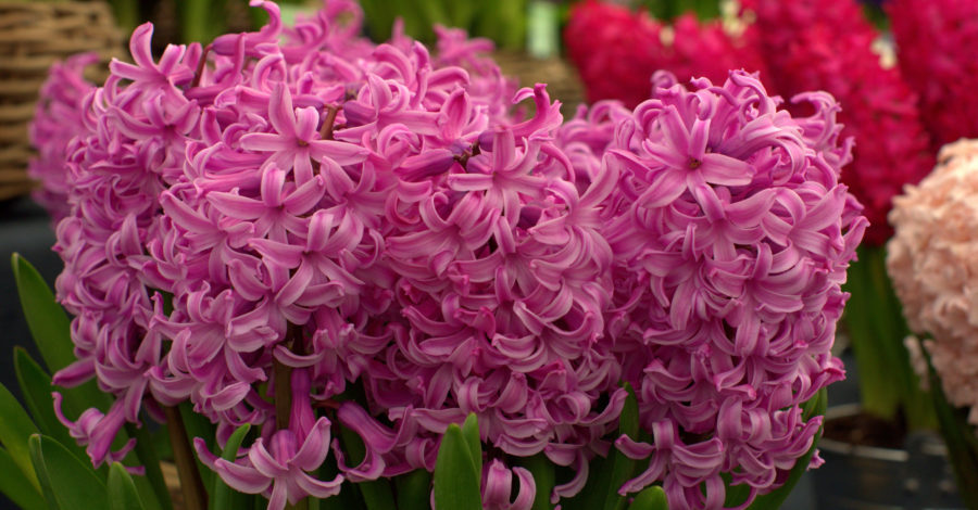 Hiacynty – uprawa, zastosowanie i nawożenie. – Ogrody od kuchni